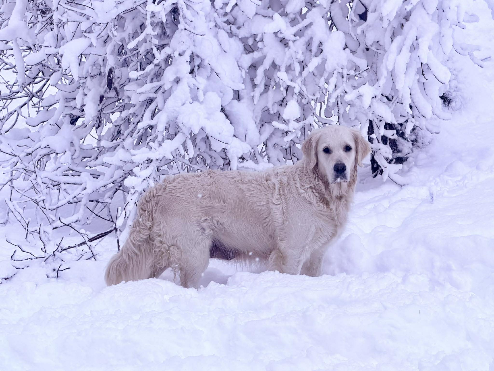 Winter White English Cream Golden Retrievers | Breeder in Medford, NJ ...